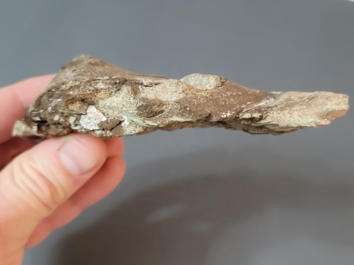 Rare Specimen Of Devonian Armored Fish Wladysagitta The Placoderms May