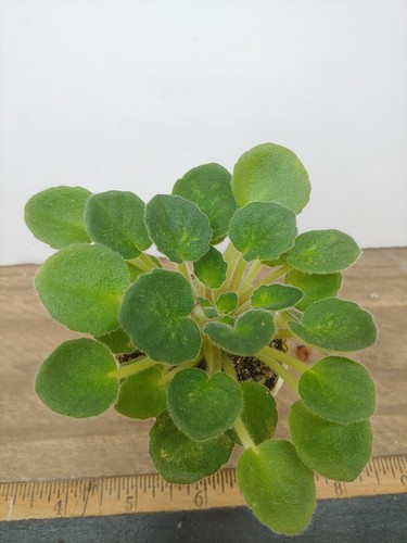 African Violet Plant -- Raspberry Sizzle ~ semi ~ mosaic | eBay