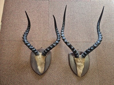 Pair old springbok gazelle horns antlers mounted on wooden shields ...