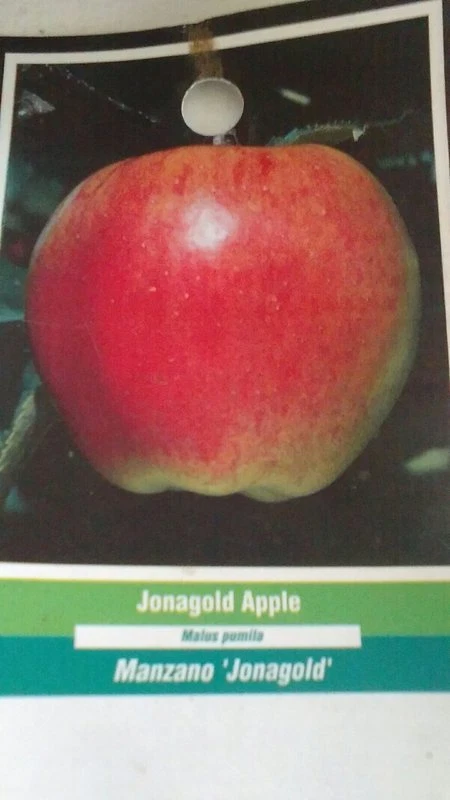 Jonagold Apple Tree
