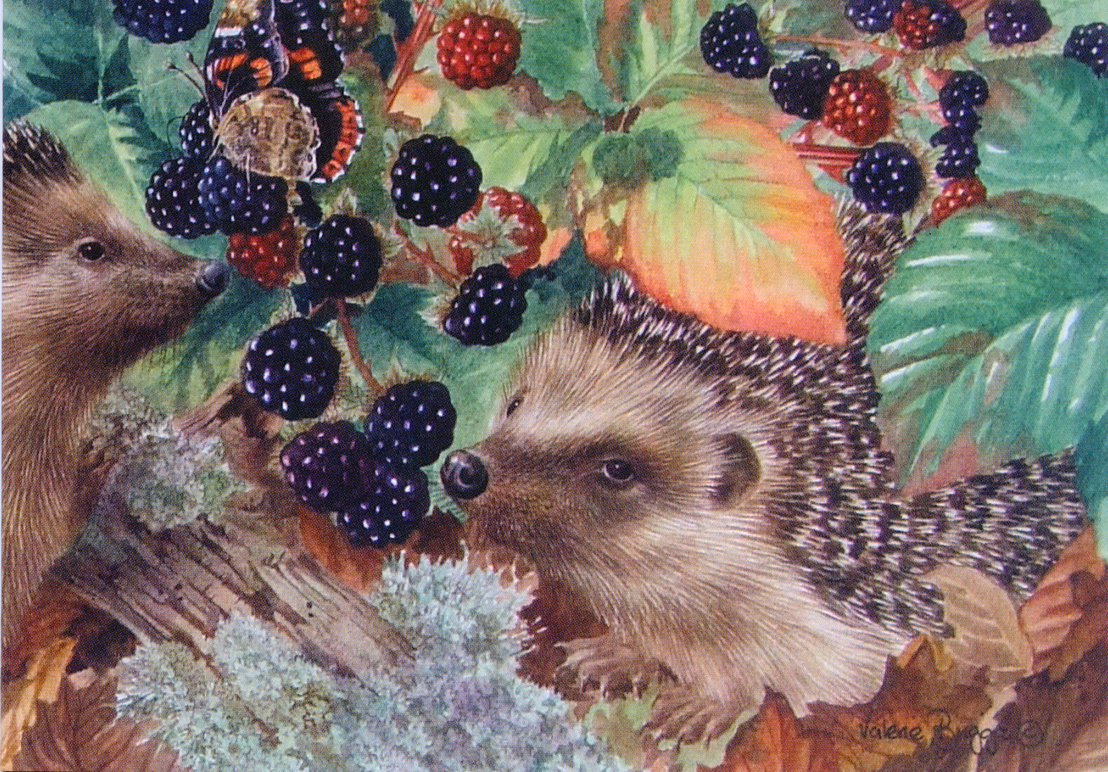 3 UNIQUE HEDGEHOG DESIGN NOTELETS CARDS | eBay UK