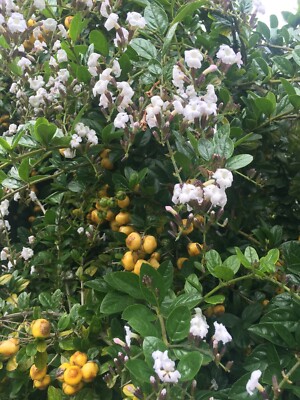 Duranta erecta Alba | White Skyflower | 30 Seeds | eBay