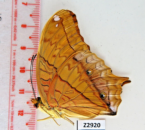 Z2920. Insects, butterflies: Nymphalidae sp. Vietnam, Nghe An | eBay