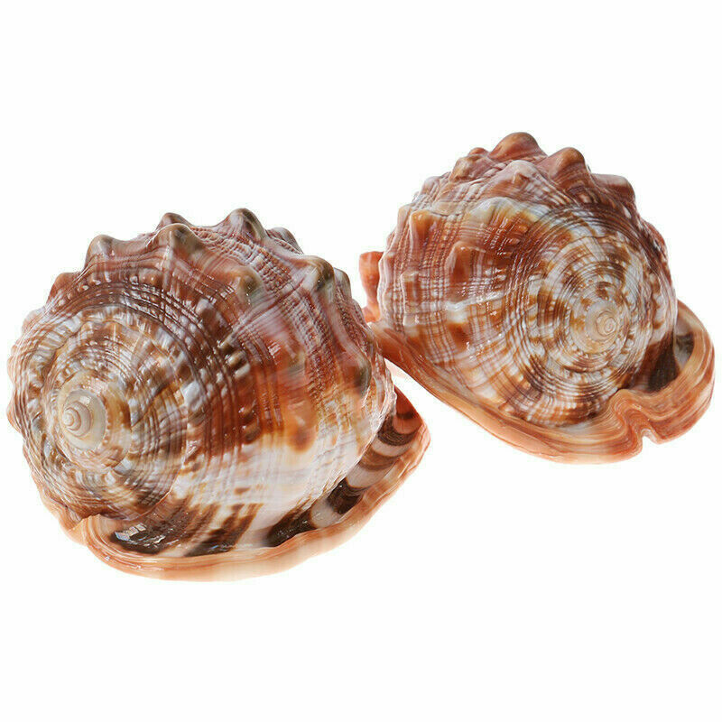 4.7-5.5inch Natural Bull's Mouth Conch Sea Snail Adorn Ornamen Helmet ...