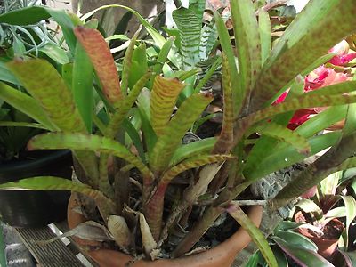 NEOREGELIA "TIGER CUB"* Lime Green - Full Tiger stripe - Tall Miniature ...