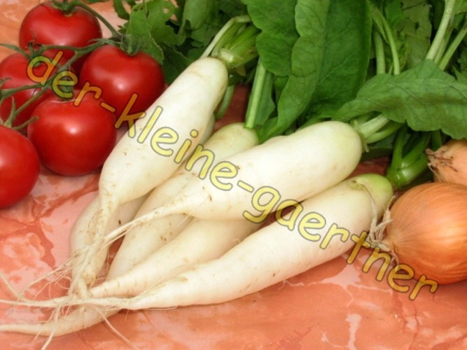 WEISSES RADIESCHEN EISZAPFEN RETTICH RADIES RADI RADISH ZART & LECKER ...