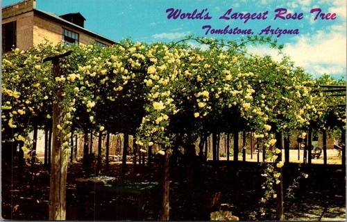 World's Largest ROSE TREE Tombstone, Arizona AZ unused Postcard | eBay