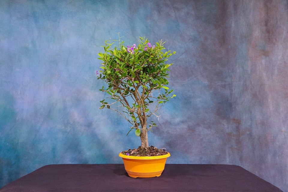 VIETNAMESE BLUE BELL FOREST Pre-Bonsai! 4 Trees! Fragrant Purple ...