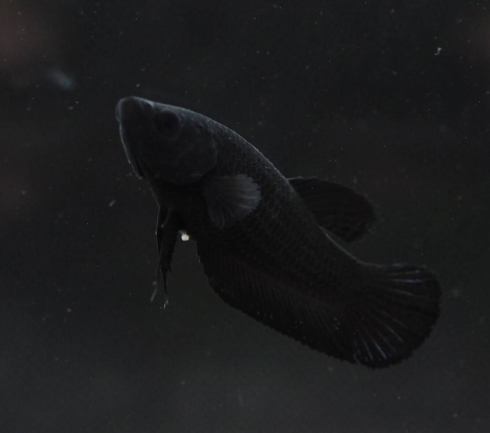 Pair of Bettas Super Black male and female Live Betta Fish Plakat for ...