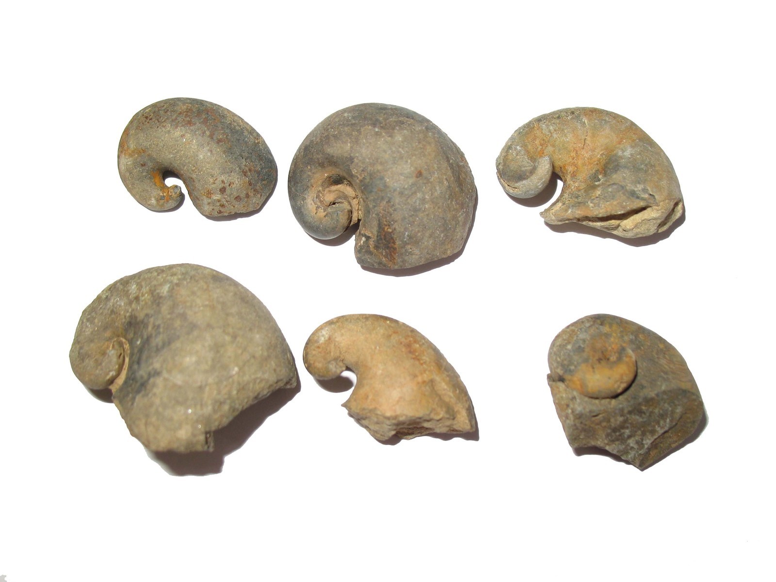 Devonian Platyceras laevicostatum snail gastropod fossil Belen ...