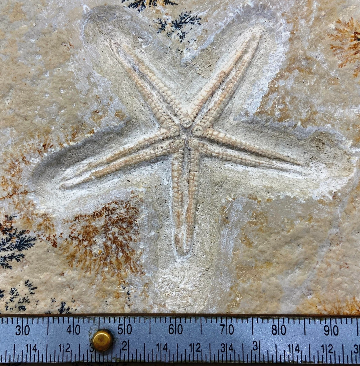 Starfish Fossils