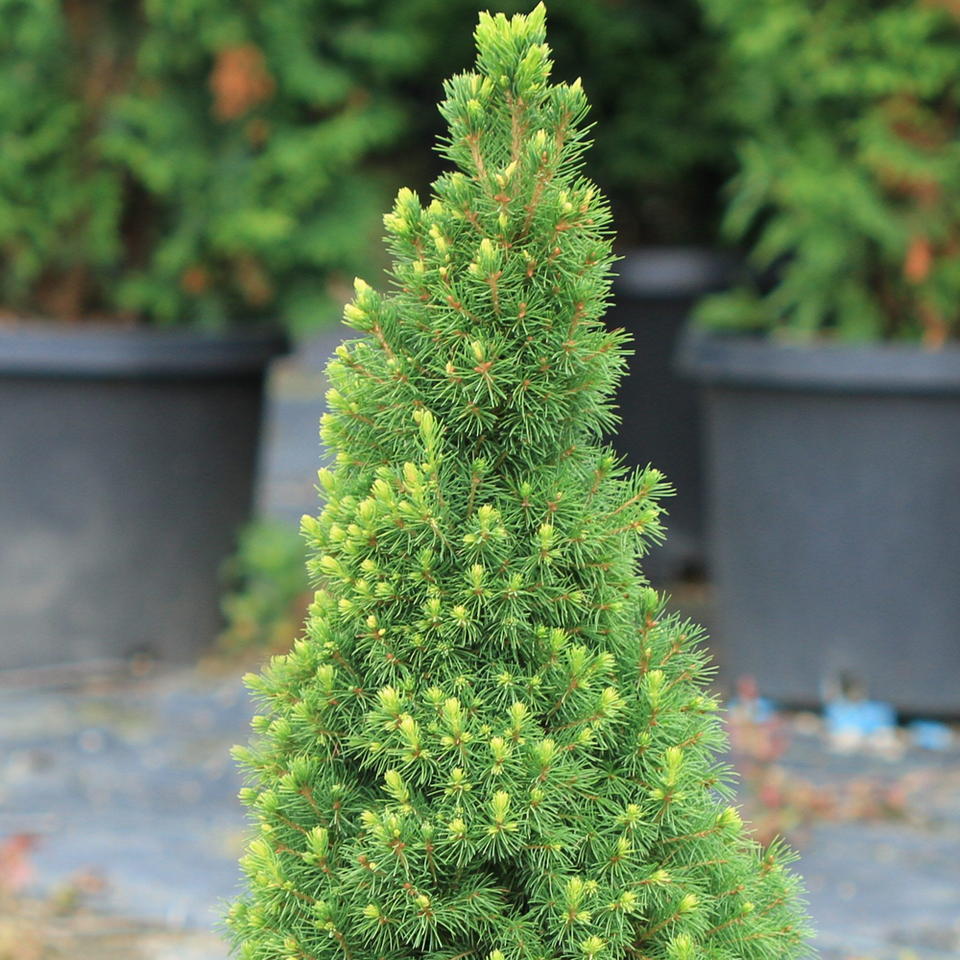 Picea glauca 'Rainbow's End' Compact Evergreen Conifer Garden Plant ...