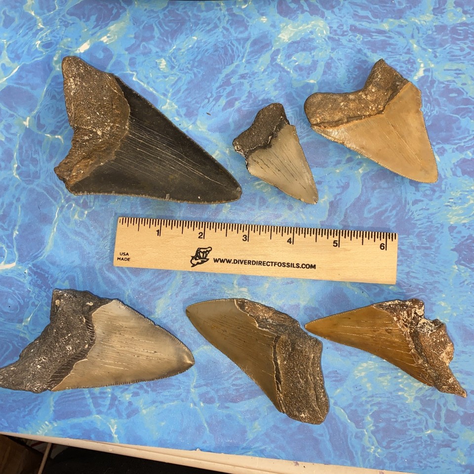 MEGALODON SHARK TEETH 1 POUND FRAGS TEETH MEG SCUBA DIVER DIRECT FOSSIL ...