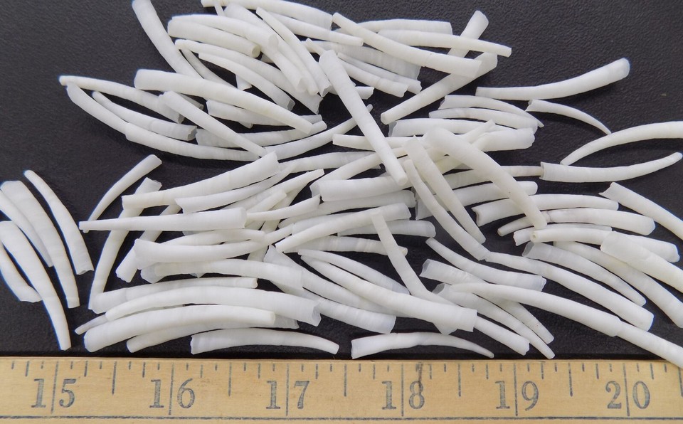 1/4 LB NATURAL AWESOME RARE SMOOTH WHITE DENTALIUM SHELLS NATIVE ...