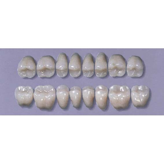 Myerson Db Synchronized Posterior Teeth Dental Prostheses #28MU/D 1x8 ...