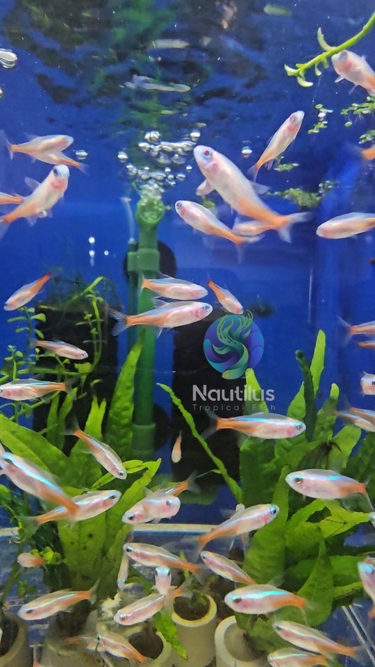 Healthy Albino neon Tetras - Peaceful and Vibrant - Perfect for ...