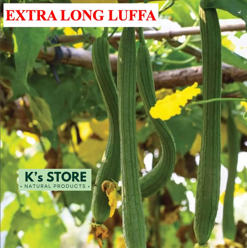 LUFFA SEEDS (Super Buds/Angled/Extra Long/Short) Hạt Mướp hương-nụ/khía ...