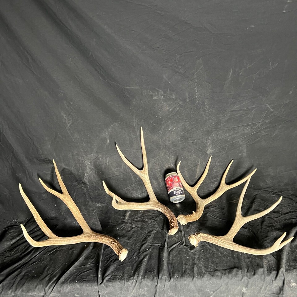 10 lb #1 Bulk LARGE CRAFT MULE DEER ANTLER SHEDS DEER CHEWS ANTLERS | eBay