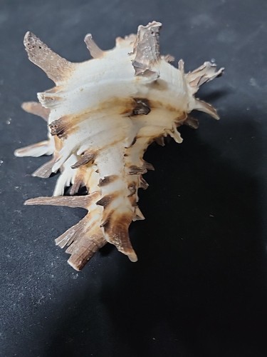 Endive Murex Sea Shell Hexaplex Cichoreum Shell Collectable Coastal ...