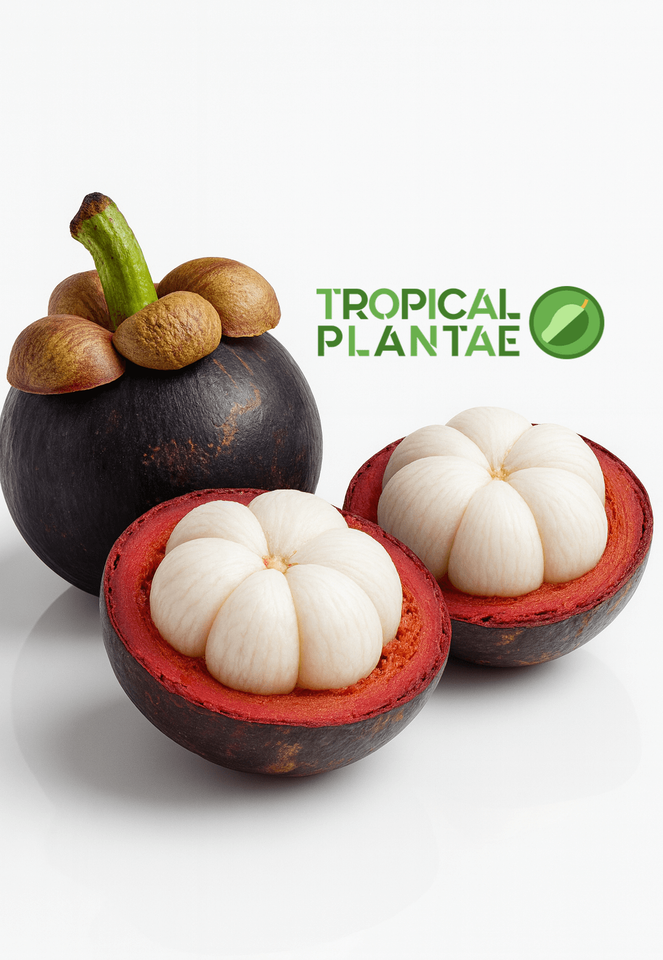 Mangosteen Tree Seedling – Live Tropical Fruit Starter Plant – Premium ...