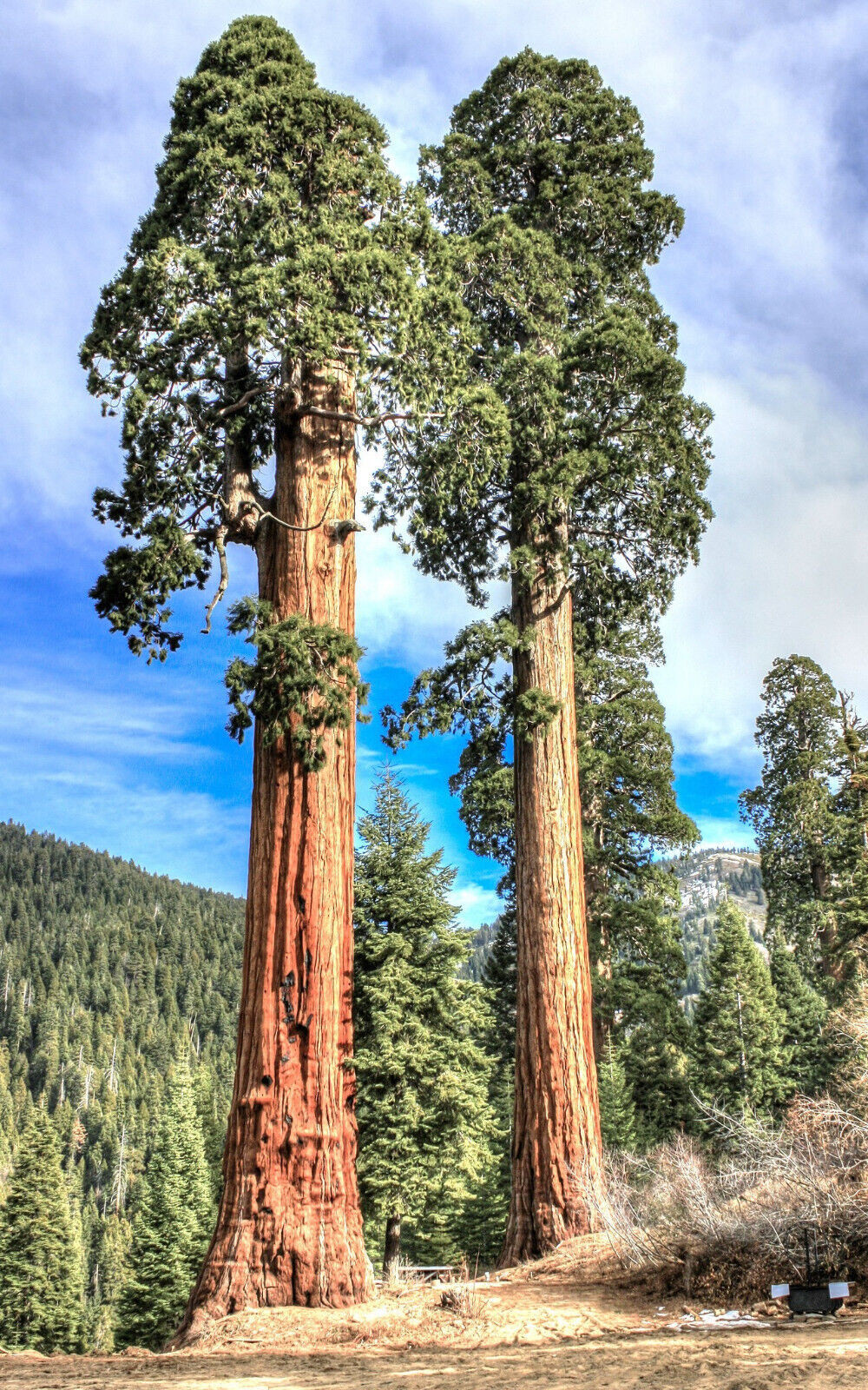 Sequoiadendron Giganteum - Giant Redwood - 3ft, 4ft, 5ft, 6ft available ...