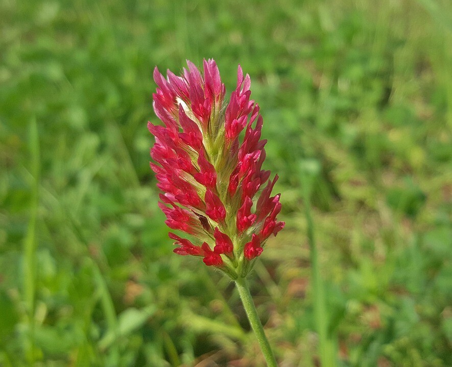 Clover CRIMSON RED Flower Seed. Pollinator Food, Heirloom, Non-GMO 1200 ...