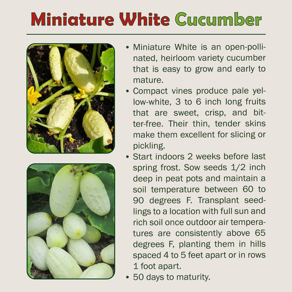 10 Miniature Mini White Cucumber Seeds, Heirloom, Non-GMO, Florida ...