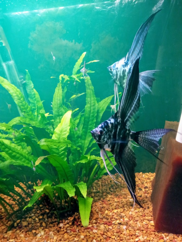 6 Beautiful Electric Blue Marble Angelfish Nickel Size Veil and ...