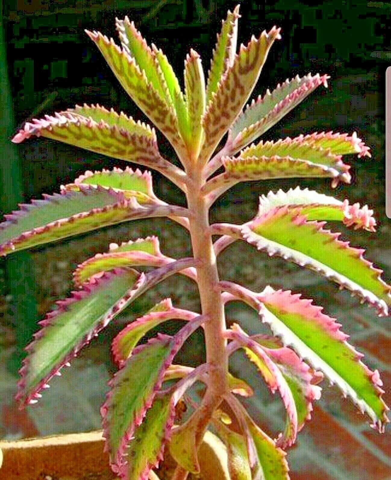 Mother of Thousands Alligator Live Plant 3 to 5 inches tall, Succulent ...