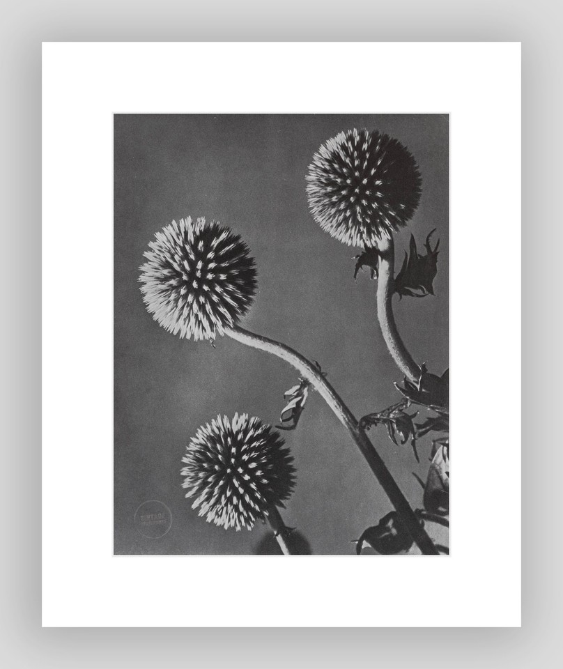 VTG Man Ray Photo Print Still Life Study Engraving LithographArt 1920 ...