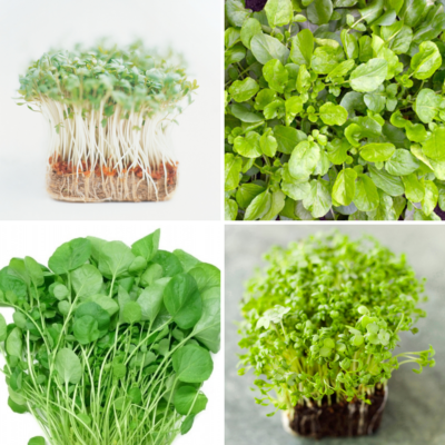 4 packs Cress seeds - Curled, Common, Land, watercress | eBay