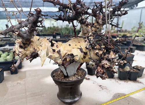 Commiphora kataf Beautiful (A.) RARE Commiphora Caudex haworthia ...