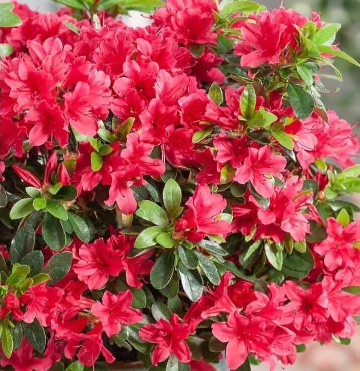 Red Azalea Live Plant 10 Inch Tall - 3 Inch Pots - Azalea Indica Alaska ...
