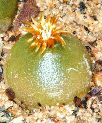 Conophytum hammeri, exotic cone cactus rare living stones mesemb seed ...