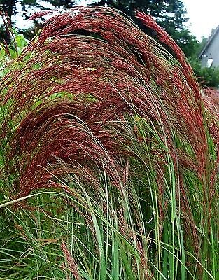 50+ ERAGROSTIS RUBY SILK ORNAMENTAL GRASS / PERENNIAL / THRIVES IN POOR ...