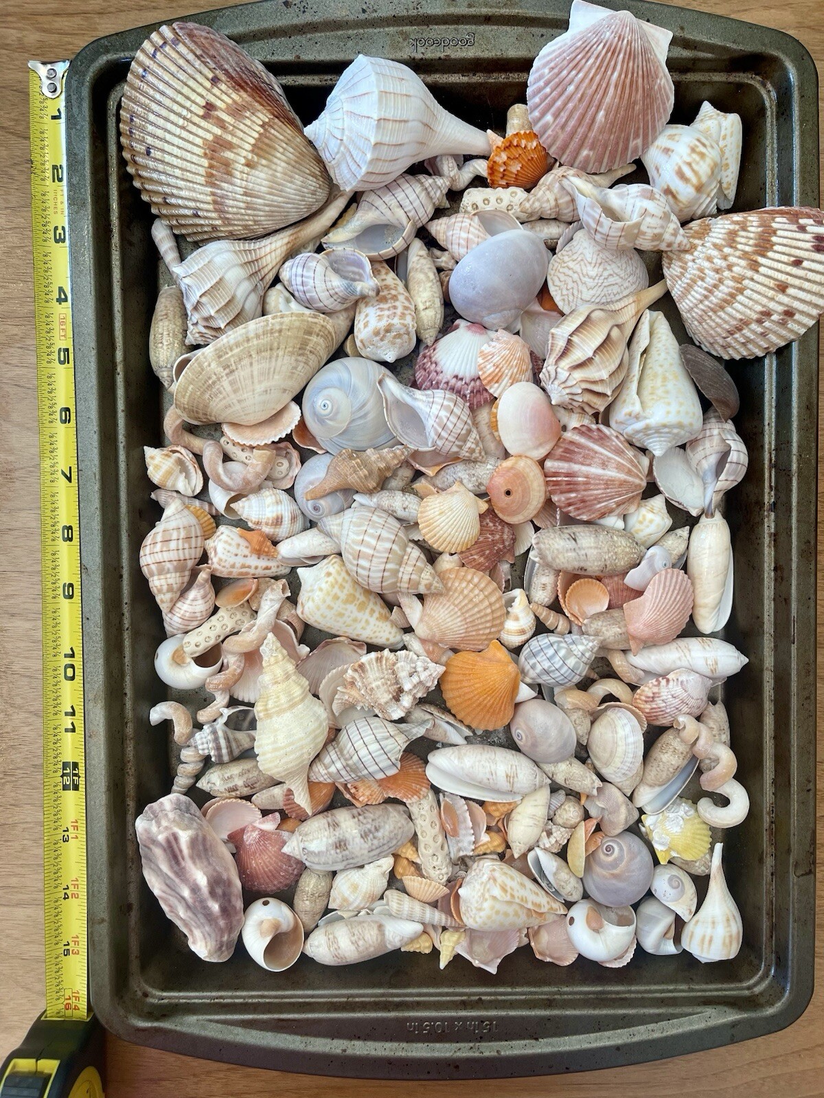 Beautiful Assortment of Sanibel Island And Captiva Sea Shells Crafts ...