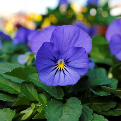 VIOLA BLUE PERFECTION 50 Seeds RARE Beautiful FLOWER - Fast Germination ...