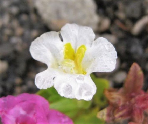 100 Twinkle WHITE MONKEY FLOWER Mimulus Seeds *Flat S/H | eBay