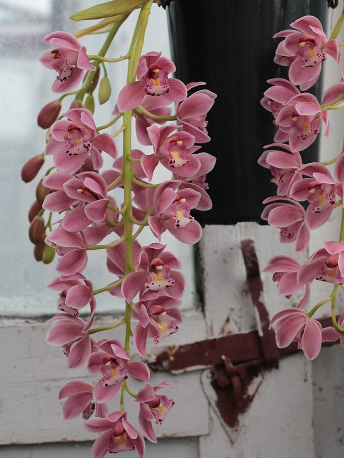 Lsrge beautiful Cymbidium Sakura Cascade'Orchid No Flowers | eBay UK