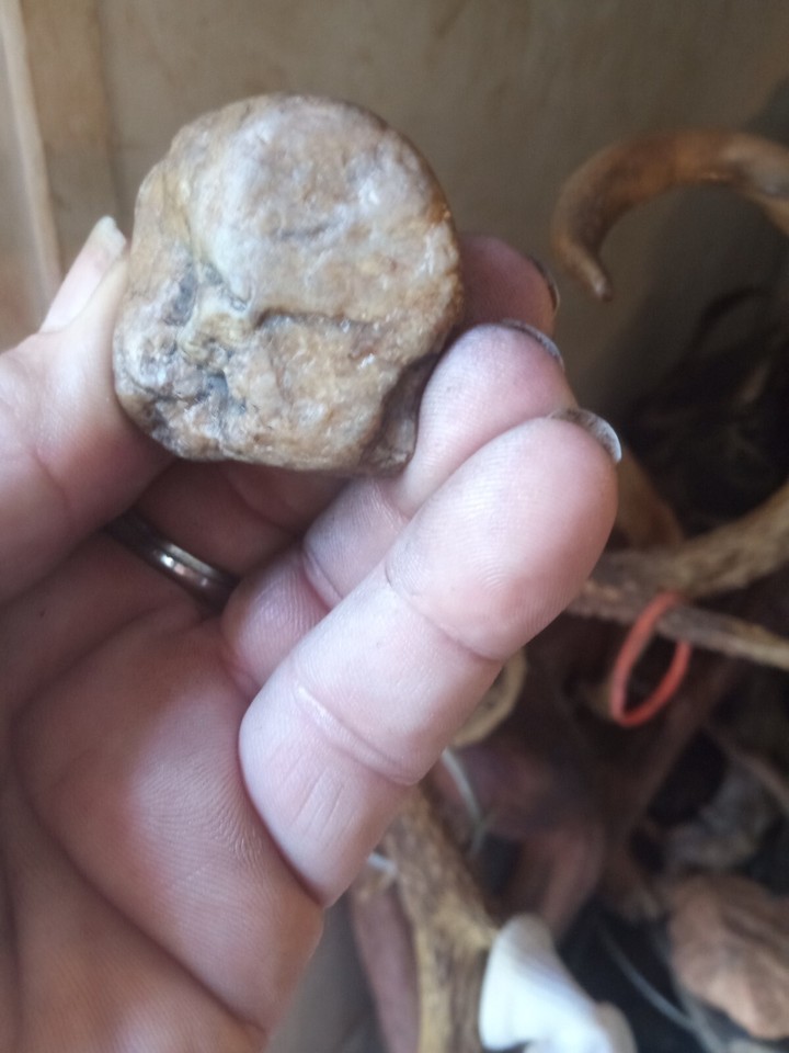 Cherokee indian artifacts tools effigies in stone and flint rare and ...