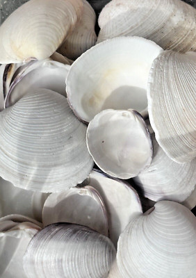 Wholesale 2 LBS Fla Southern Quahog Clam Seashells 3-5" Bulk Lot ...