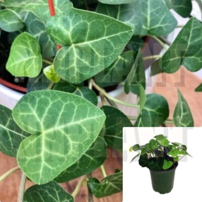 Ivy Sweetheart English 4 Inches Hedera helix Heart Shaped Ivy Live ...