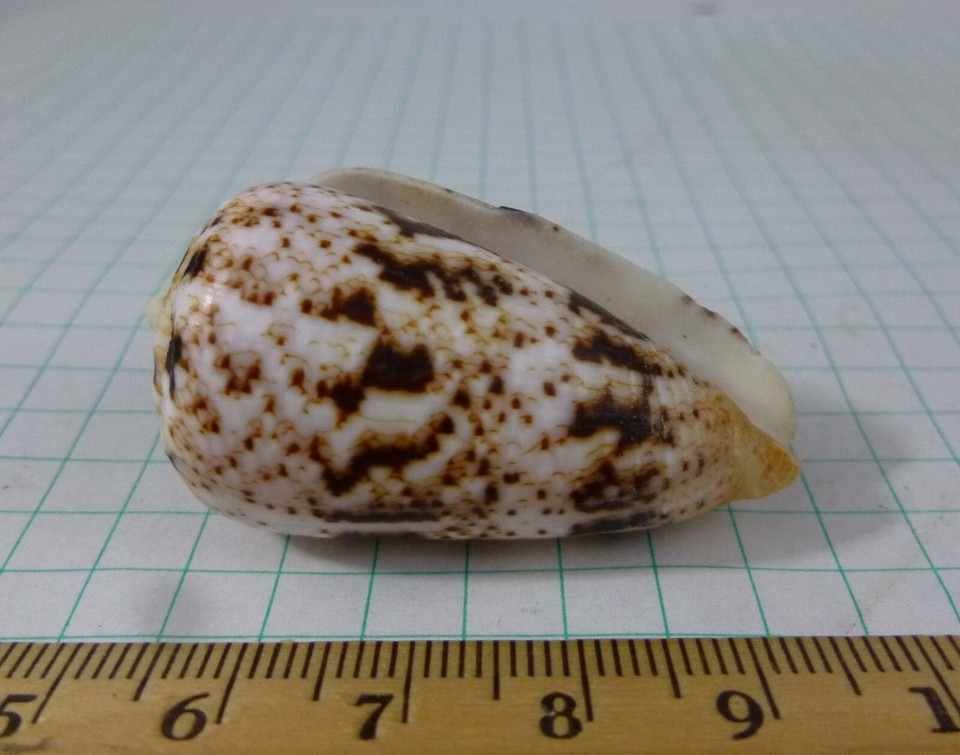 Conus zeylanicus, 47mm F++ India | eBay