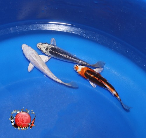 Imported Japanese Koi Fish Live, Metallic mix 7 inch (3 koi!) | eBay