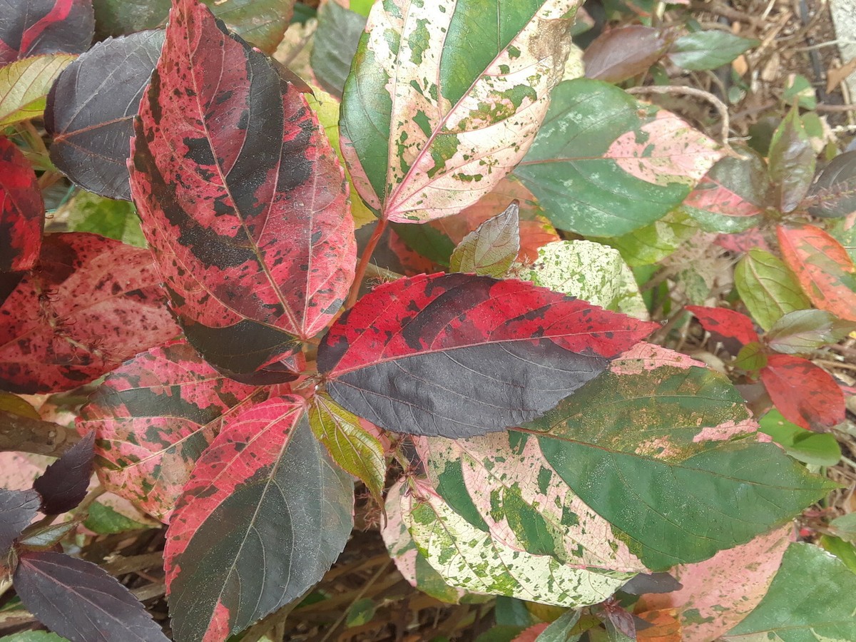 Acalypha Wilkesiana