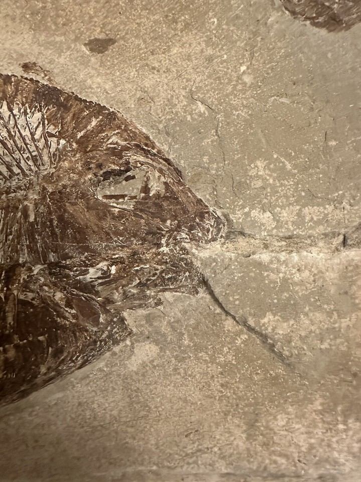Lebanon Fish Fossil, Museum-Quality Pycnodont, Cretaceous, 100 Million ...