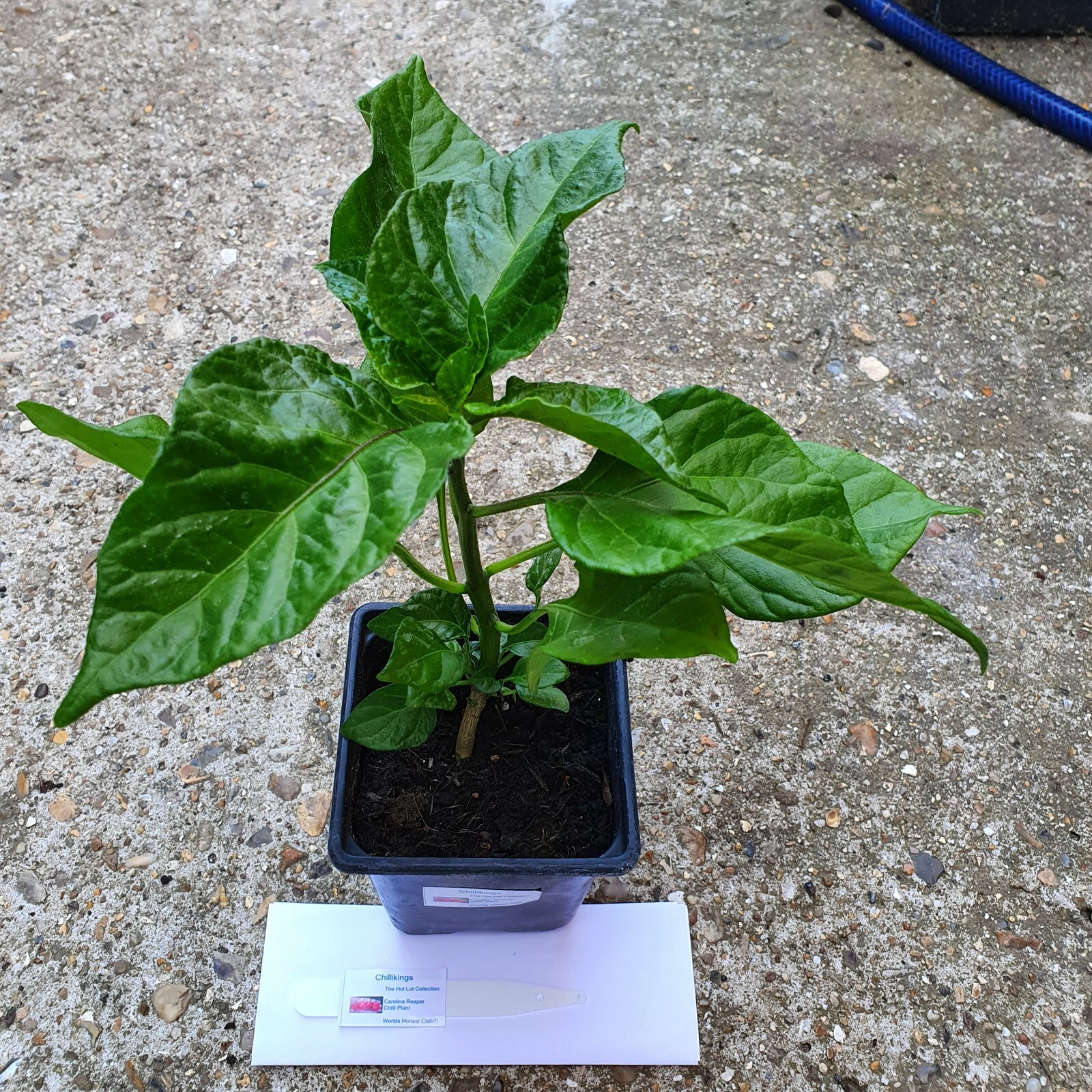 Any 1x Of Our Large Chilli Plants In a 12cm Pot!!! Chillikings!!! Ready ...