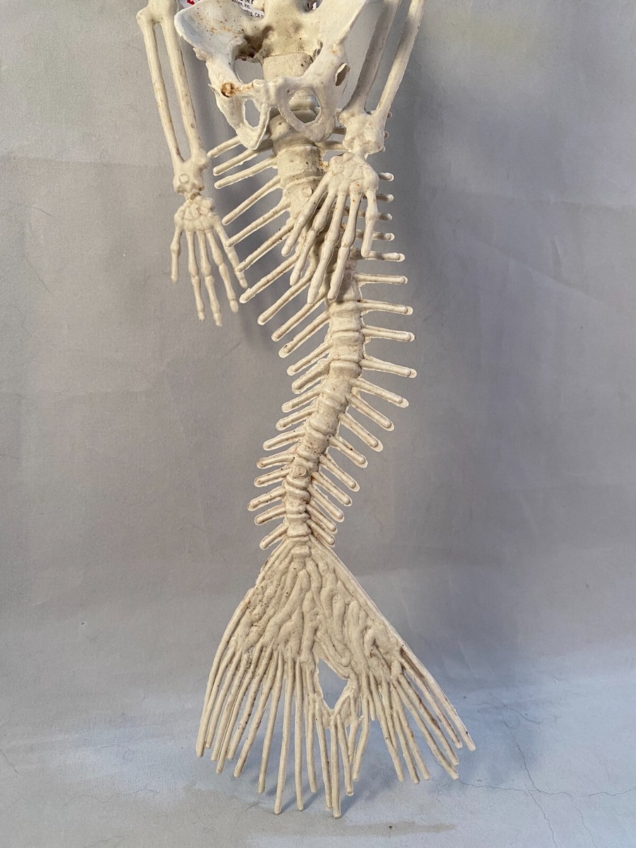 Mermaids The Body Found Skeleton