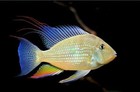 2 x ACARICHTHYS HECKELII 1.5" - THREADFIN GEOPHAGUS | eBay