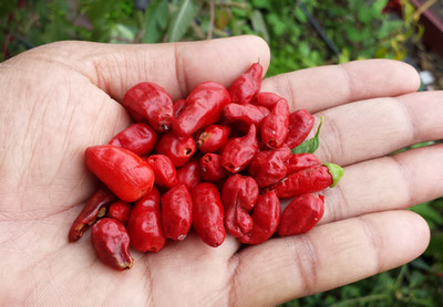 Indian Tepin Chilli - A Small Chilli Pepper Comes with 200k Scoville ...